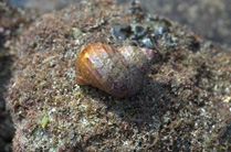 文(ㄨㄣˊ) 石(ㄕˊ) 線上書院-澎湖海洋生物多樣性